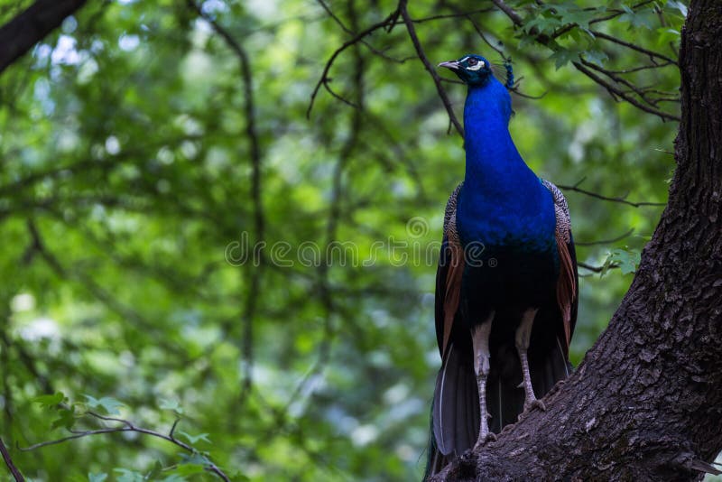 Peacock in tree stock photo. Image of male, outdoor, trunk - 71552882