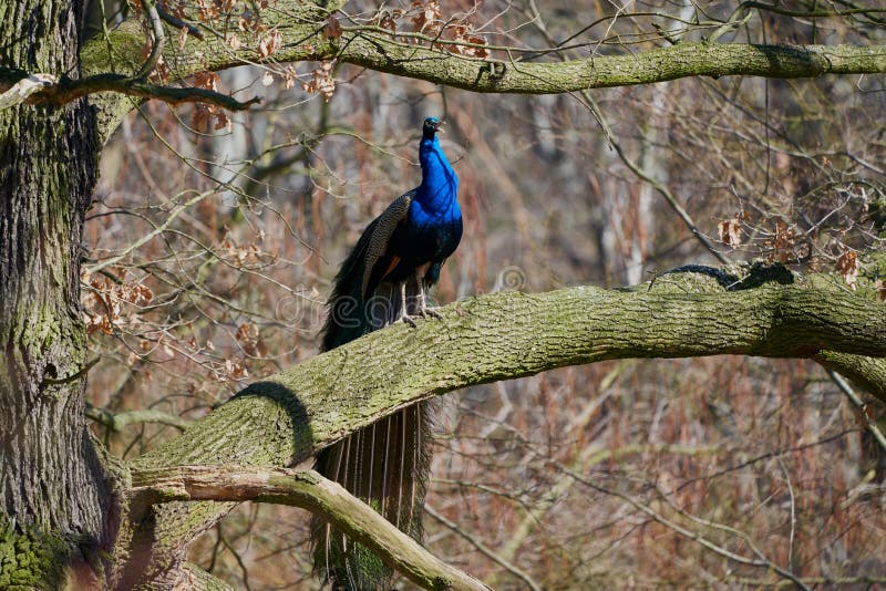 Peacock on the tree stock image. Image of bird, fauna - 142843937