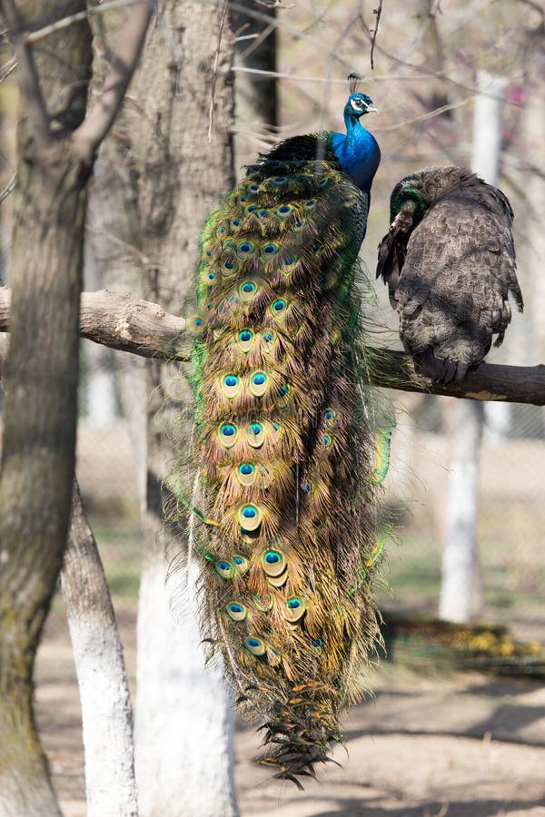 Peacock on a tree in zoo stock photo. Image of safari - 100483910