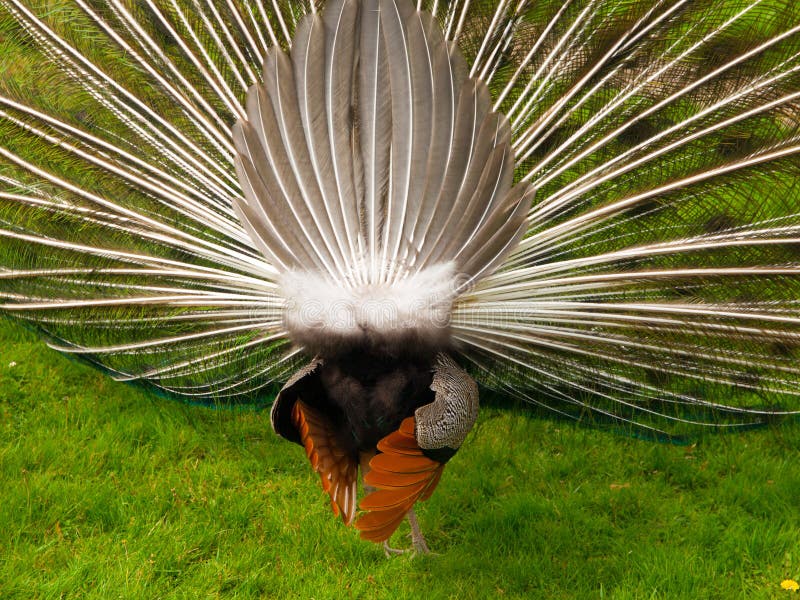 Peacock view from back stock photo. Image of humour, bird - 53377172