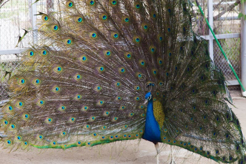 Peacock on walk stock photo. Image of feathers, majestic - 85163324