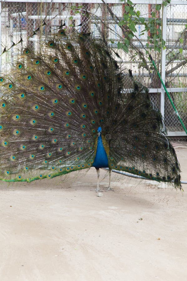 Peacock on walk stock image. Image of elegant, blue, pattern - 85186991