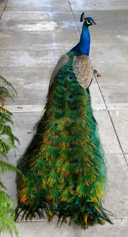 11+ Fancy fan peacock Free Stock Photos - StockFreeImages