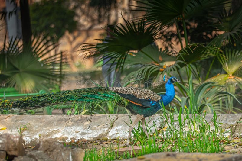 A Peacock Walking Around the Yard Spread Its Tail. Feathered Peacock ...