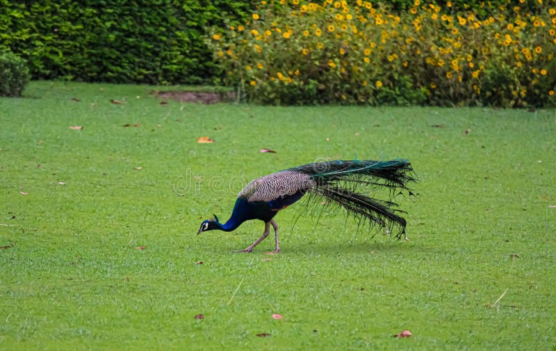 A Beautiful Turquoise Wild Peacock Running in the Grass Stock Photo ...