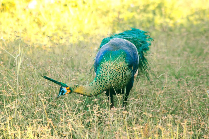 Peacock Walking in the Grass Stock Image - Image of animal, feather ...