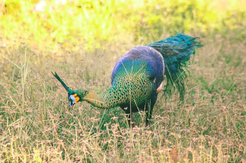 Peacock Walking in the Grass Stock Photo - Image of pheasant, elegance ...