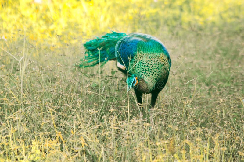 Peacock Walking in the Grass Stock Photo - Image of bird, people: 296612462