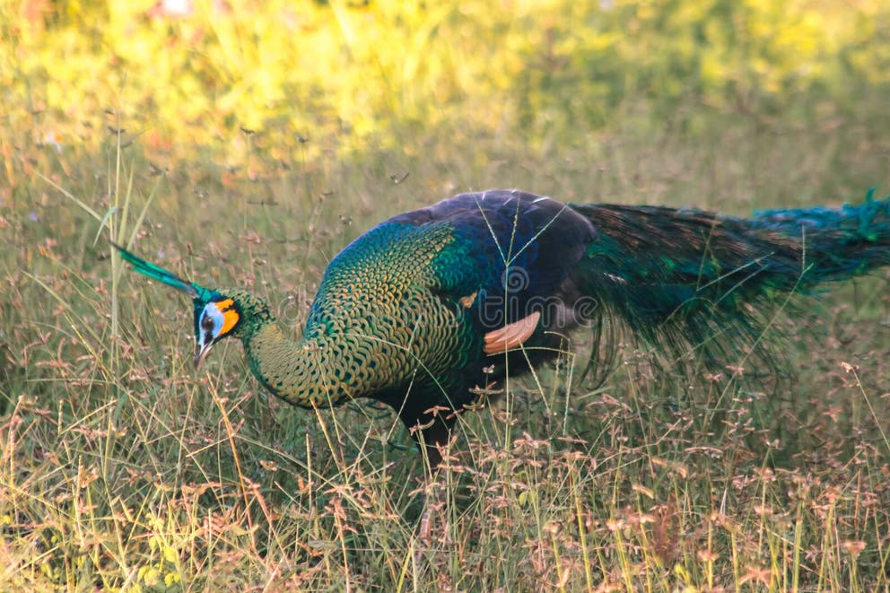 Peacock Walking in the Grass Stock Image - Image of peacock, people ...