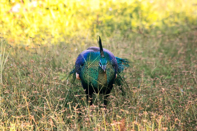 Peacock Walking In The Grass Stock Image Image Of Outdoor Pride 296614487