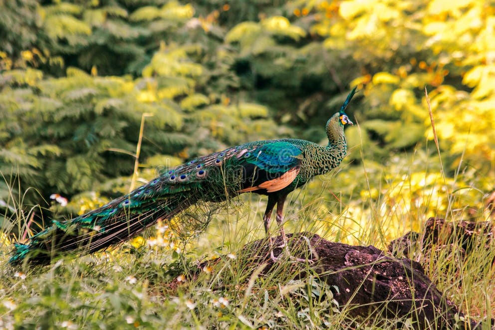 Peacocks Walk in the Meadows. Peacocks are Large Pheasant-type Birds ...