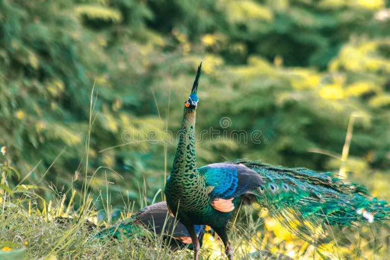 Peacocks Walk in the Meadows. Peacocks are Large Pheasant-type Birds ...