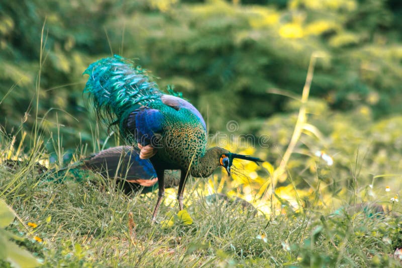 Peacocks Walk in the Meadows. Peacocks are Large Pheasant-type Birds ...