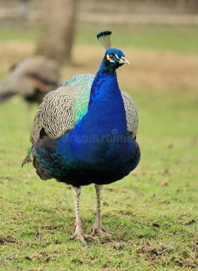 Peacock in the garden stock photo. Image of peacock, feather - 30048704