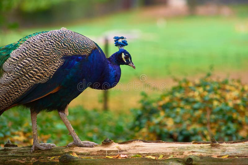 Colorful Peacock Standing on a Log in the Zoo Stock Photo - Image of ...