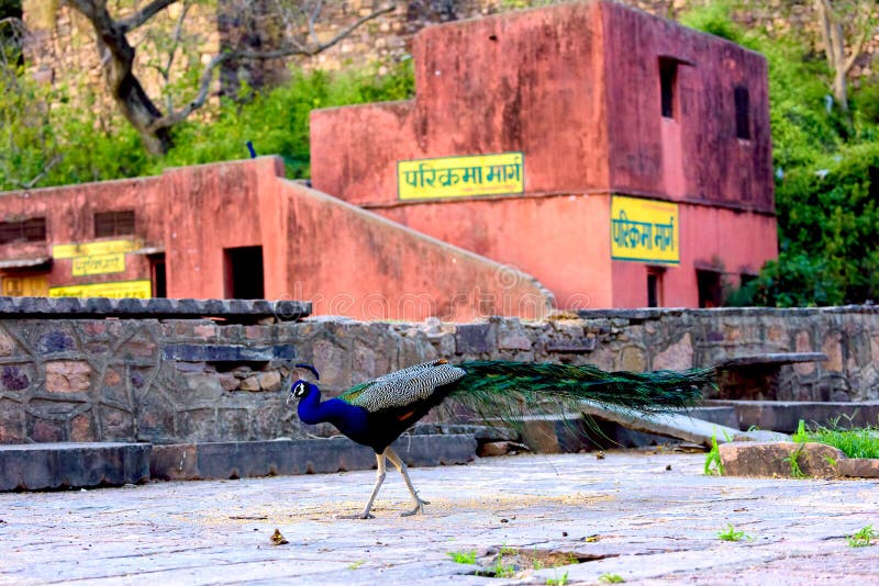 Peacock Walking Next To Red Indian Structure Stock Photo - Image of ...