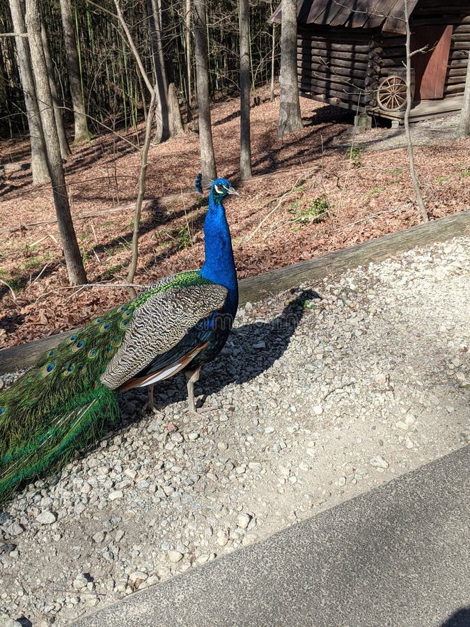 Peacock walking outside stock image. Image of beak, ducks - 212825943