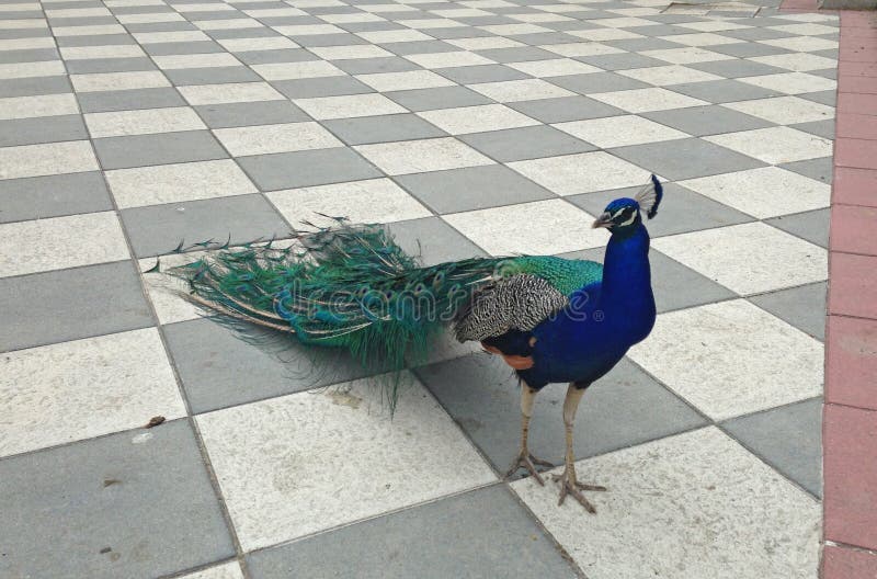 Peacock Walking in the Park Stock Photo - Image of appetizers ...