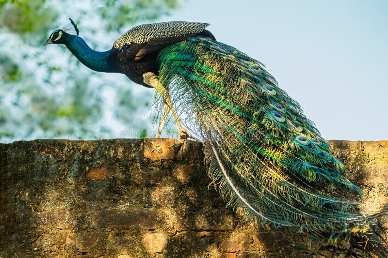 A peacock walking stock photo. Image of isolated, elegance - 280334776