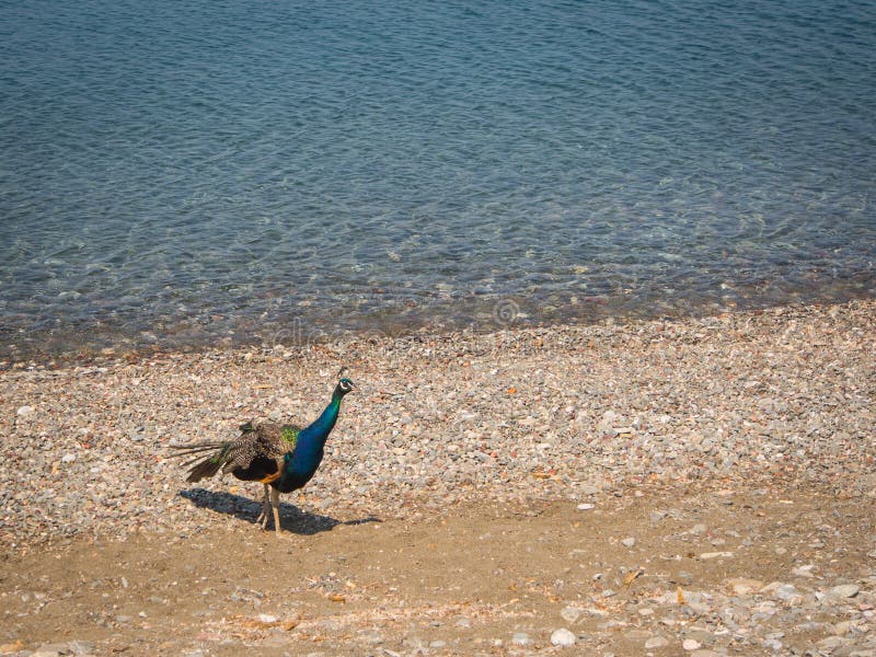 Peacock Walking at Plaka Beach Stock Photo - Image of shore, tilos ...