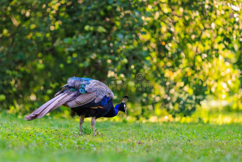 Peacock Walking In A Public City Park In Prague Background With Selective Focus And Copy Space