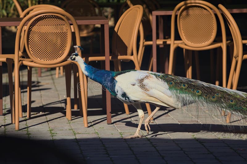 Peacock Walking in a Square with Chairs and Tables of a Restaurant ...