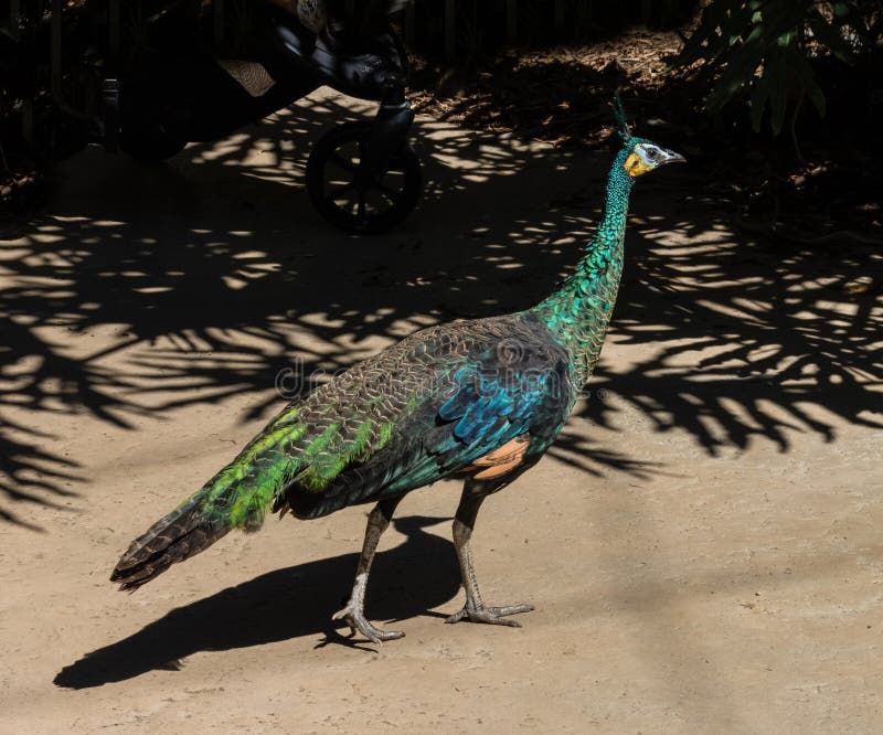 629 Peacock Shadow Stock Photos - Free & Royalty-Free Stock Photos from ...