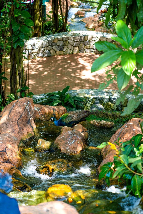Peacock Walks Near the Waterfall. Beautiful Graceful Bird Stock Image ...