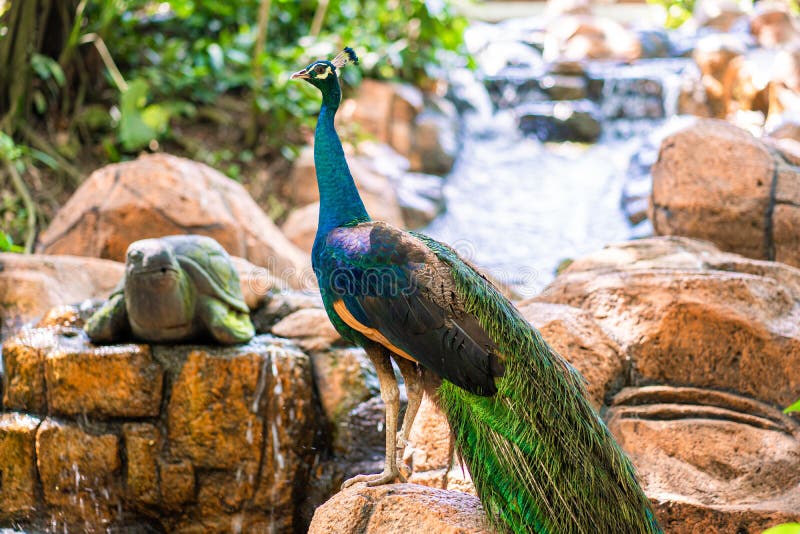 Peacock Walks Near the Waterfall. Beautiful Graceful Bird Stock Photo ...