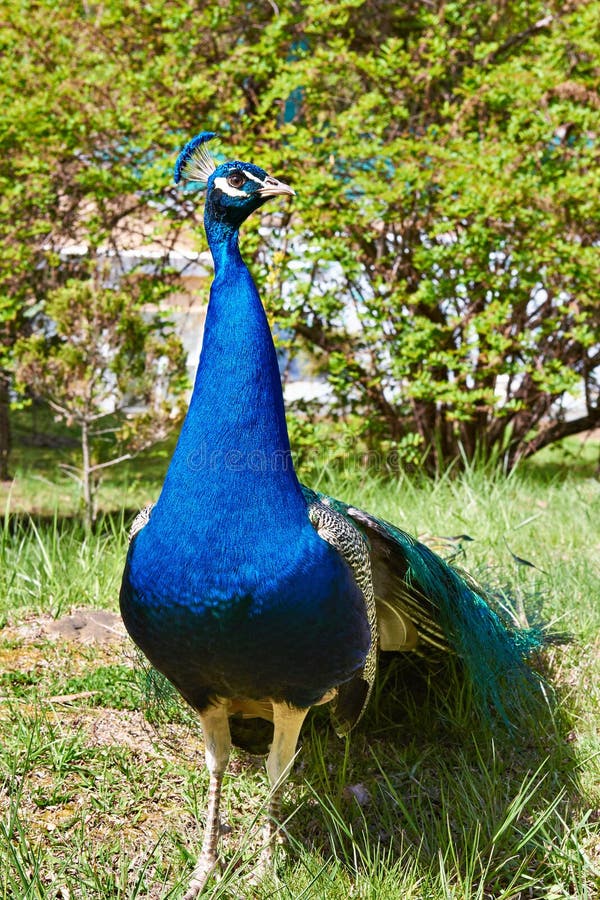 Peacock walks in park stock photo. Image of walking, beak - 70577978
