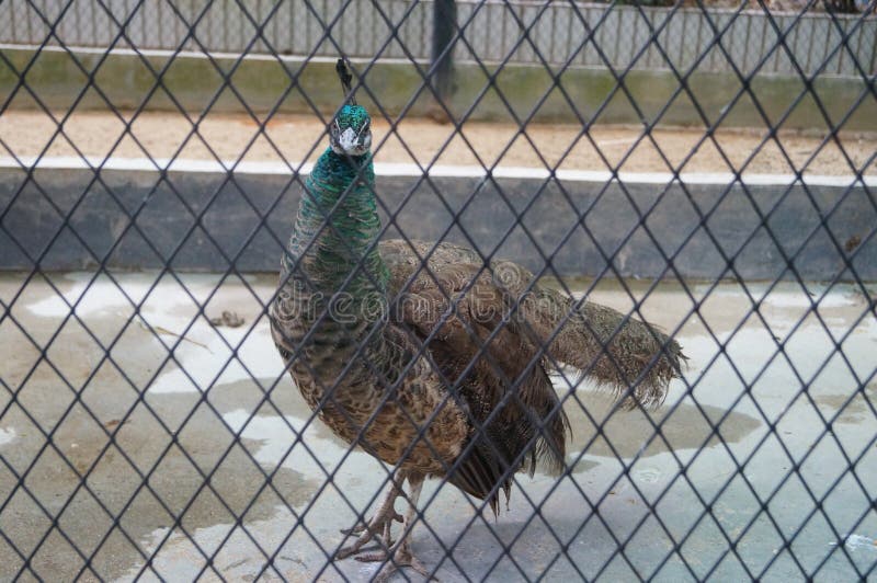 Peacock stock photo. Image of peacock, world, asia, shenzhen - 63205480