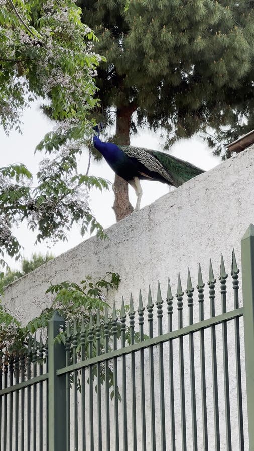 The Peacock Was Sitting on a Tree Stock Video - Video of natural ...
