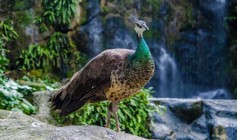 Peacock with Waterfall in Backdrop Stock Photo - Image of rain, nature ...