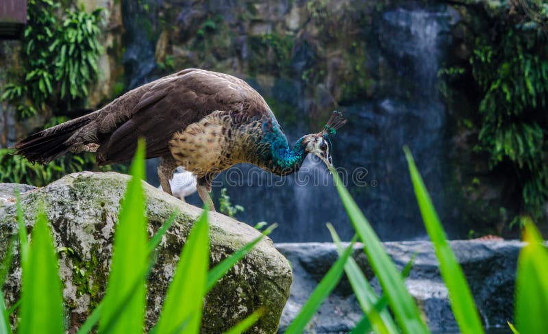Peacock Waterfall Backdrop Stock Photos - Free & Royalty-Free Stock ...