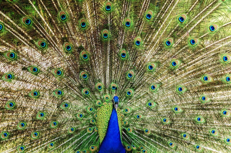 Best Fashion Colors Green Eyes Stock Photos - Free & Royalty-Free Stock ...