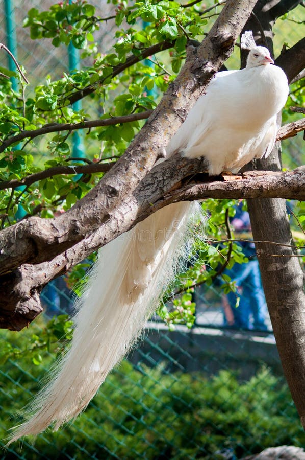343 Peacock Sitting Tree Branch Stock Photos - Free & Royalty-Free ...