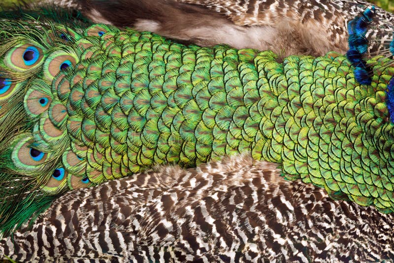 Peacock wings background stock image. Image of animal - 25706447
