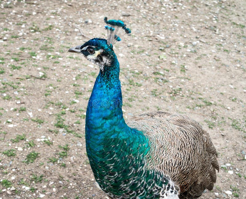 Peacock wings background stock image. Image of animal - 25706447