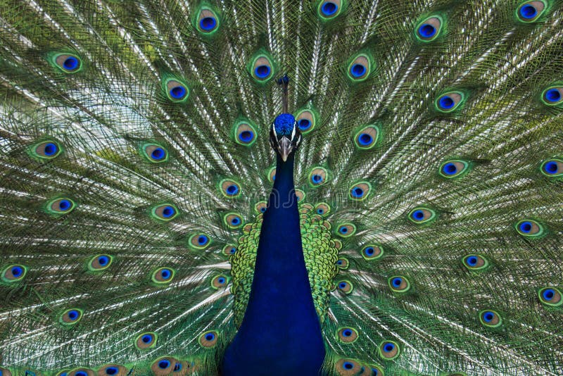 Peacock with wings spread stock image. Image of multi - 289920669