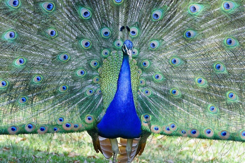 Peacock, Peafowl Genus Pavo Linnaeus Stock Photo - Image of portrait ...