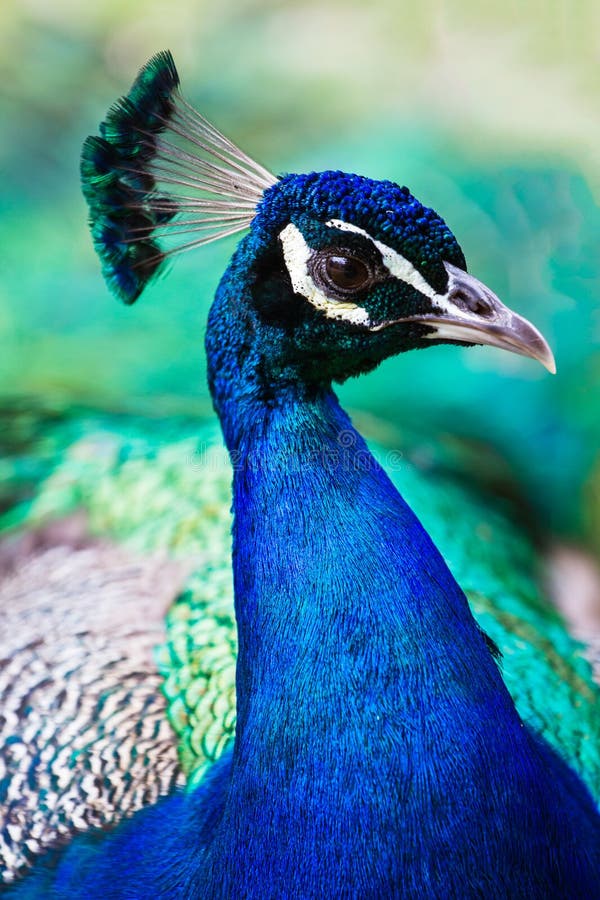 Peacock Side Face Profile Stock Photos - Free & Royalty-Free Stock ...