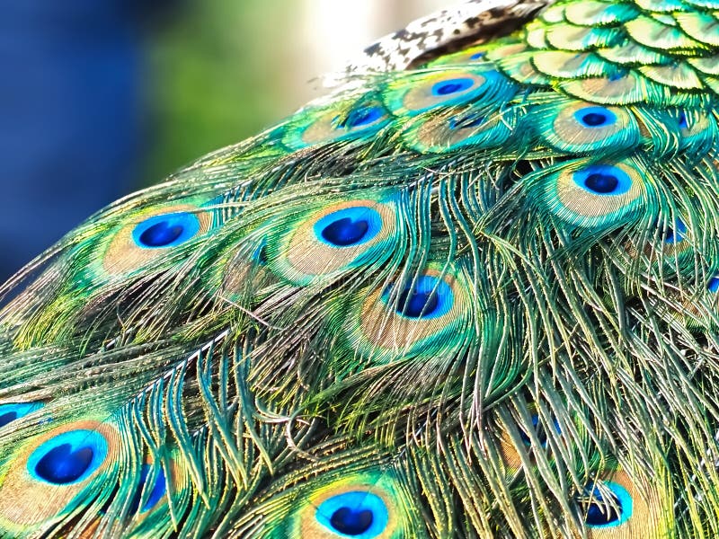 Peacocks Blue Eyes Texture on Feathers on a Peacock Tail Stock Image ...