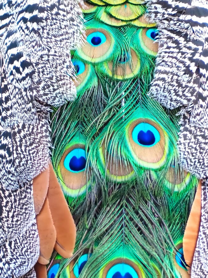 Peacocks Blue Eyes Texture on Feathers on a Peacock Tail Stock Image ...