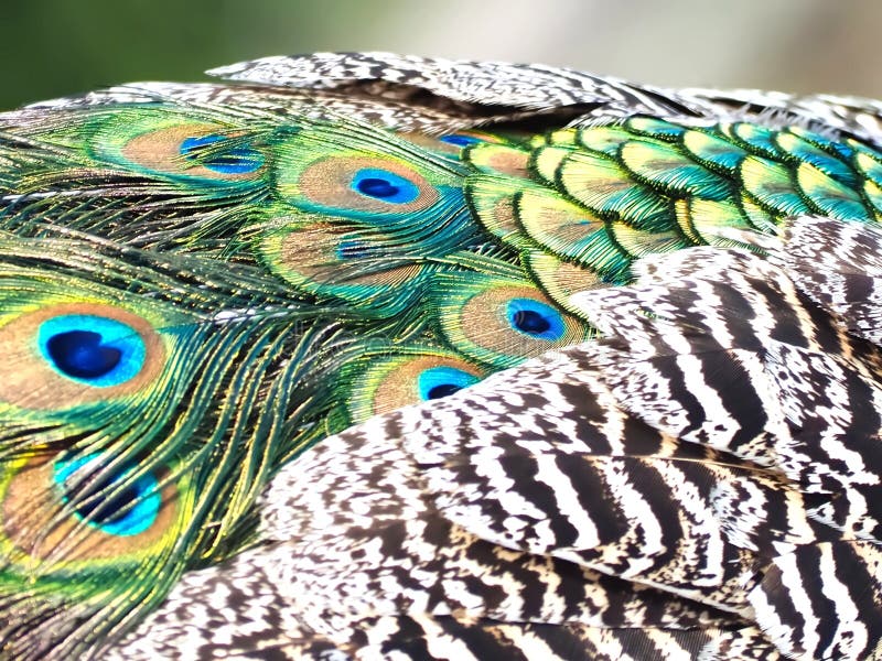 Peacocks Blue Eyes Texture on Feathers on a Peacock Tail Stock Photo ...