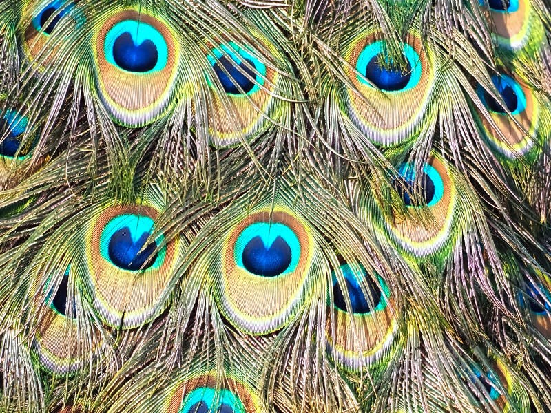 Peacocks Blue Eyes Texture on Feathers on a Peacock Tail Stock Image ...