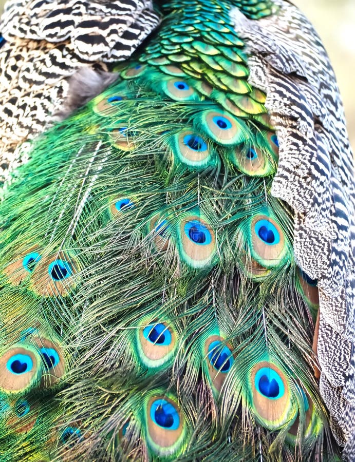 Peacocks Blue Eyes Texture on Feathers on a Peacock Tail Stock Image ...