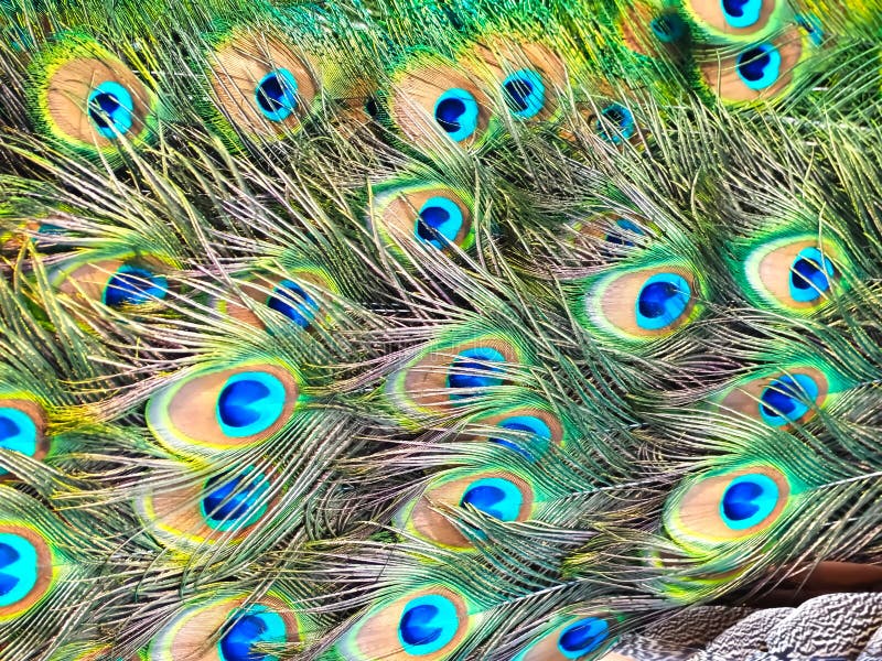 Peacocks Blue Eyes Texture on Feathers on a Peacock Tail Stock Image ...
