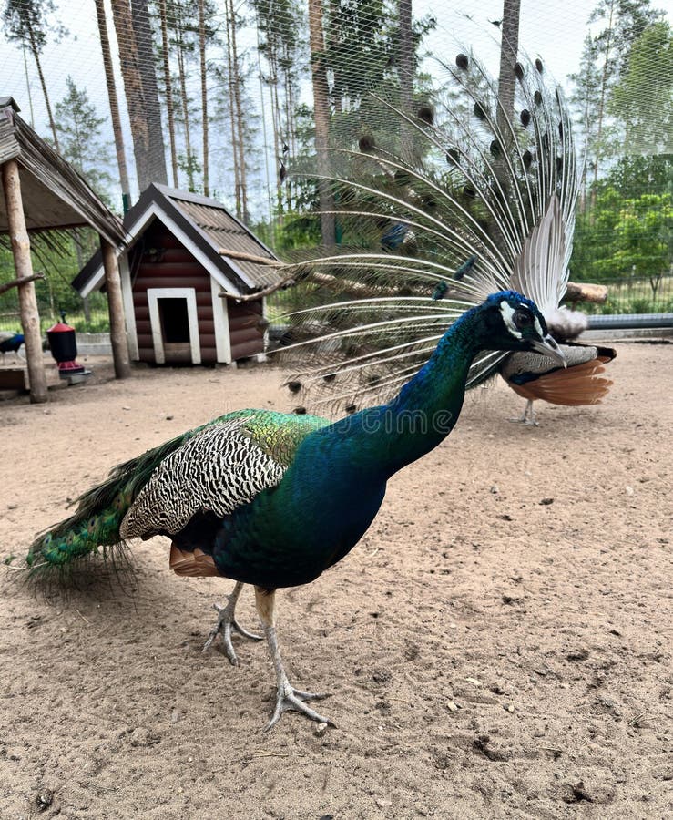 Peacocks image editorial stock image. Image of vertical - 323648454