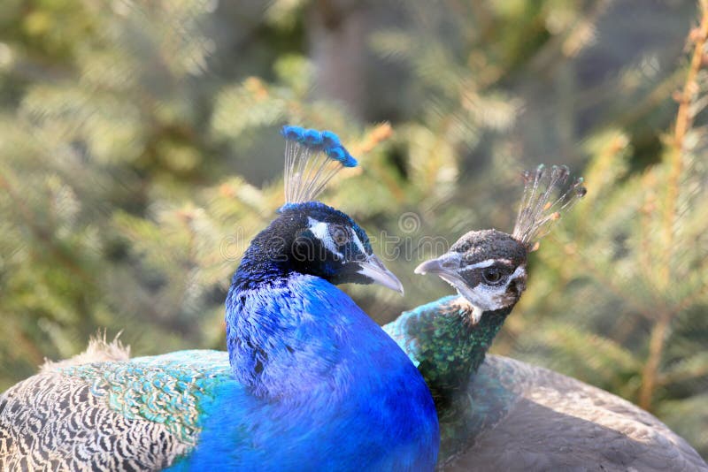 Peacocks in love stock image. Image of feathers, bird - 4918331