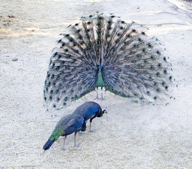 Peacocks stock photo. Image of outdoors, beauty, bird - 38597432